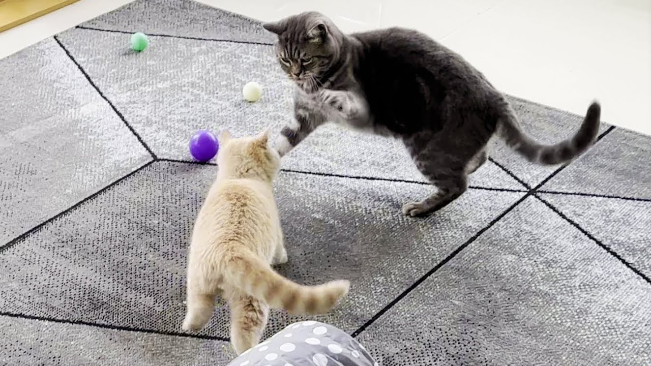 Cat Body Slams kitten, Kitten Get Revenge - YouTube