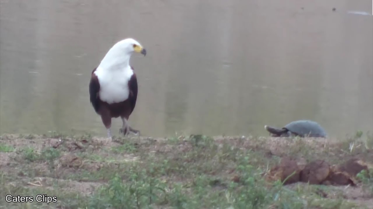 Slow Turtle Attacks An Eagle - YouTube