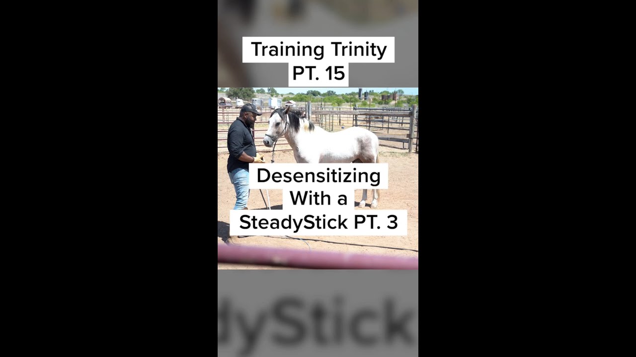 Desensitizing with a SteadyStick PT. 3 - YouTube