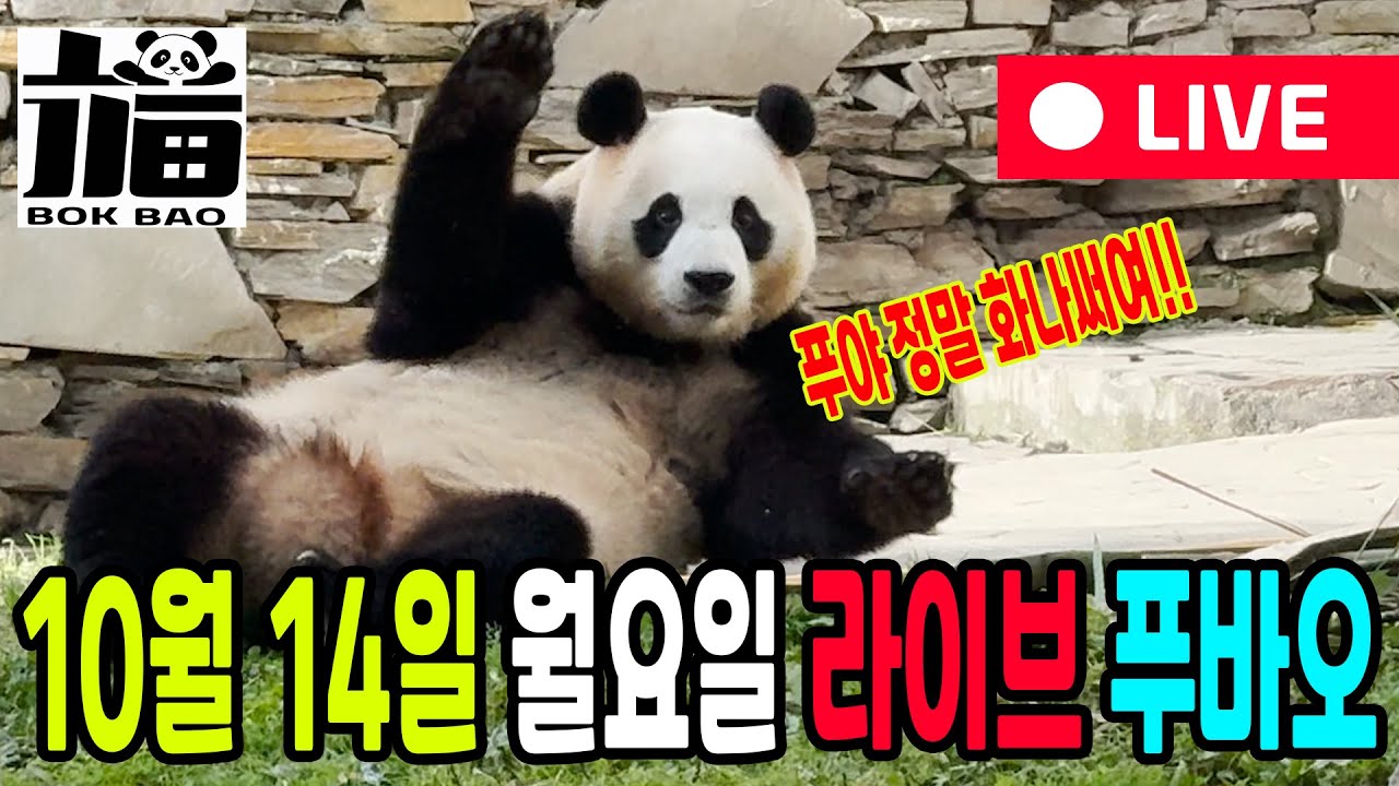 10월 14일 월요일 푸바오 라이브입니다 쉬샹사육사의 부름에 극대노한 푸바오입니다 Youtube