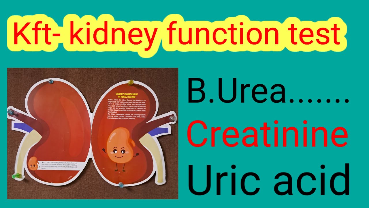 kft | kidney function test | Read kft result - YouTube