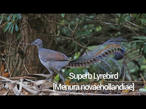 Superb Lyrebird[Menura novaehollandiae]