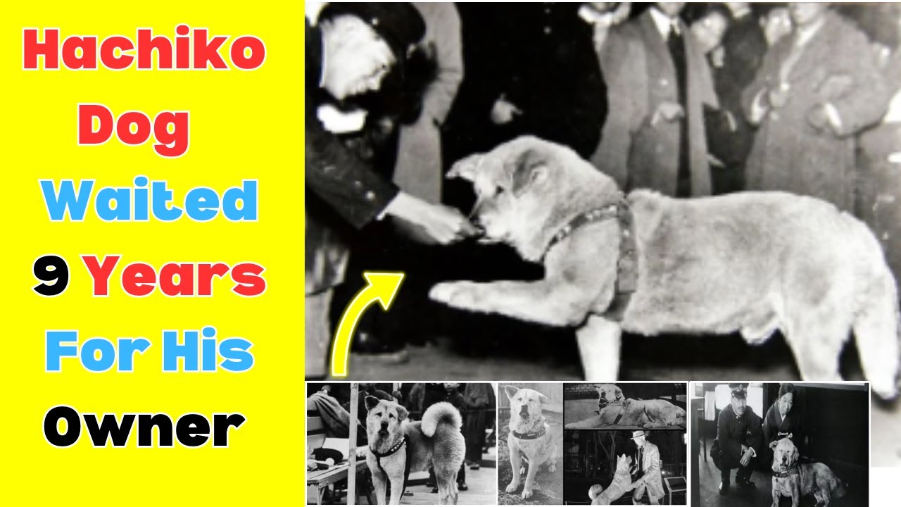 Sad Story of Hachiko - Dog Who Waited 9 Years for His Owner - YouTube