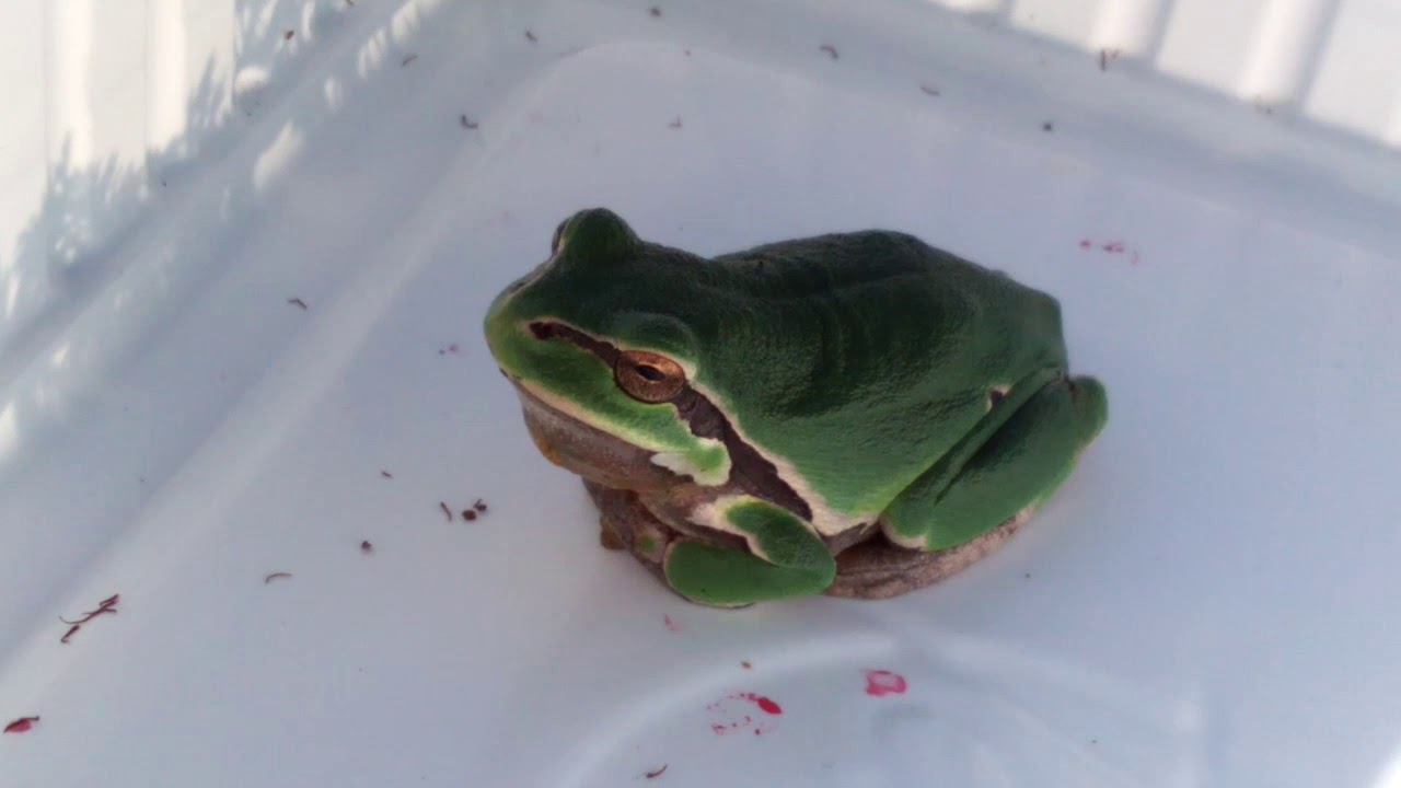 Green Tree Frog Vocal Sac in Motion - YouTube