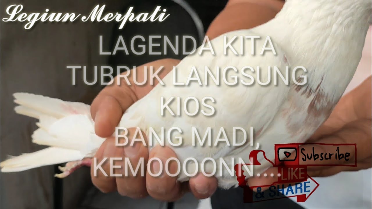 JALAN JALAN MERPATI l PASAR KEBAYORAN LAMA l TEST MERPATI GRTIS DI KIOS ...