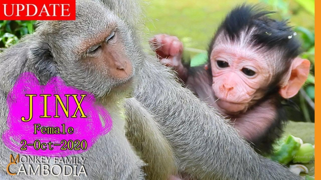 Jinx ..Congratulations to Exhausted Jade Give Birth to Baby Girl Name ...