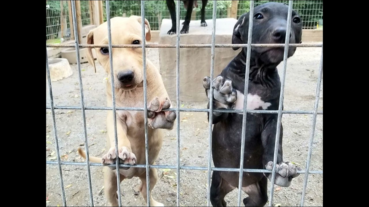 Tom Garner & his dogs. Best Dogman & Breeder of the Apbt alive today ...