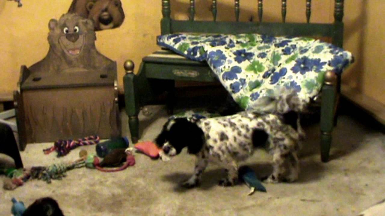 The Flea - YouTube