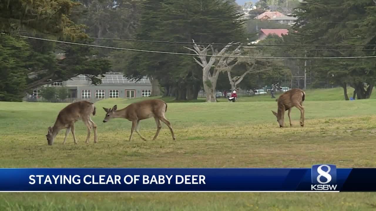 Fawn season beginning on the Central Coast - YouTube