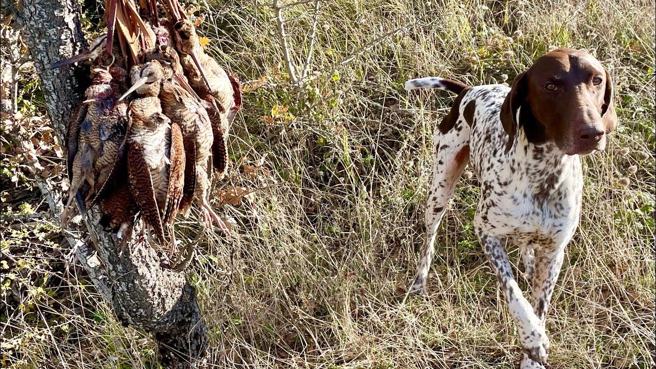 Κυνήγι μπεκάτσας με #kurzhaar -Logan #beccaccia #hunting #woodcock #gsp ...