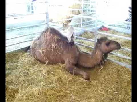Goat Climbing on a Camel - YouTube