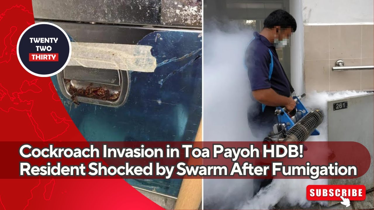 Cockroach Invasion in Toa Payoh HDB! Resident Shocked by Swarm After ...