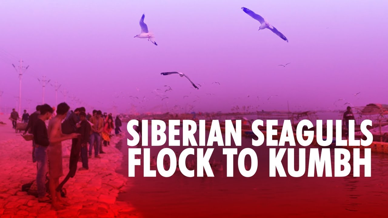 Siberian seagulls - the surprise pilgrims at Kumbh Mela 2019 - YouTube