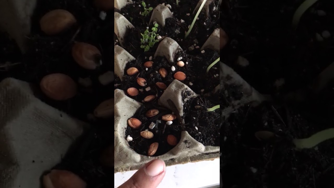 GERMINATING SAKURA SEEDS IN MIAMI!!! - YouTube