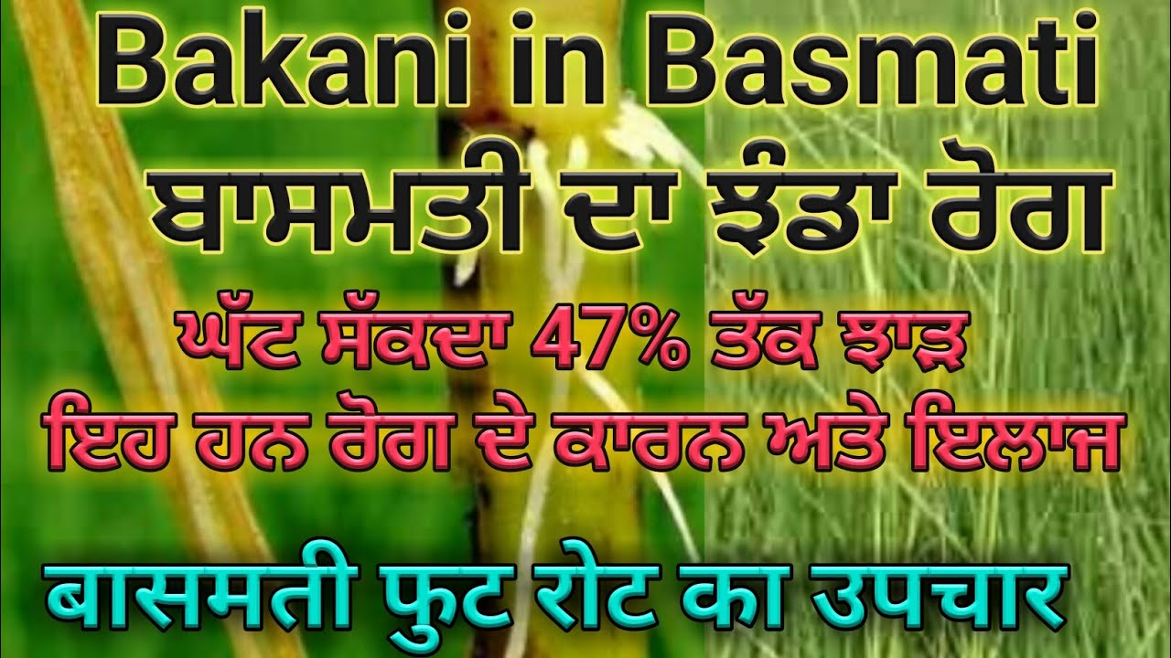 Bakanae (Foot rot) management in Basmati Rice - YouTube