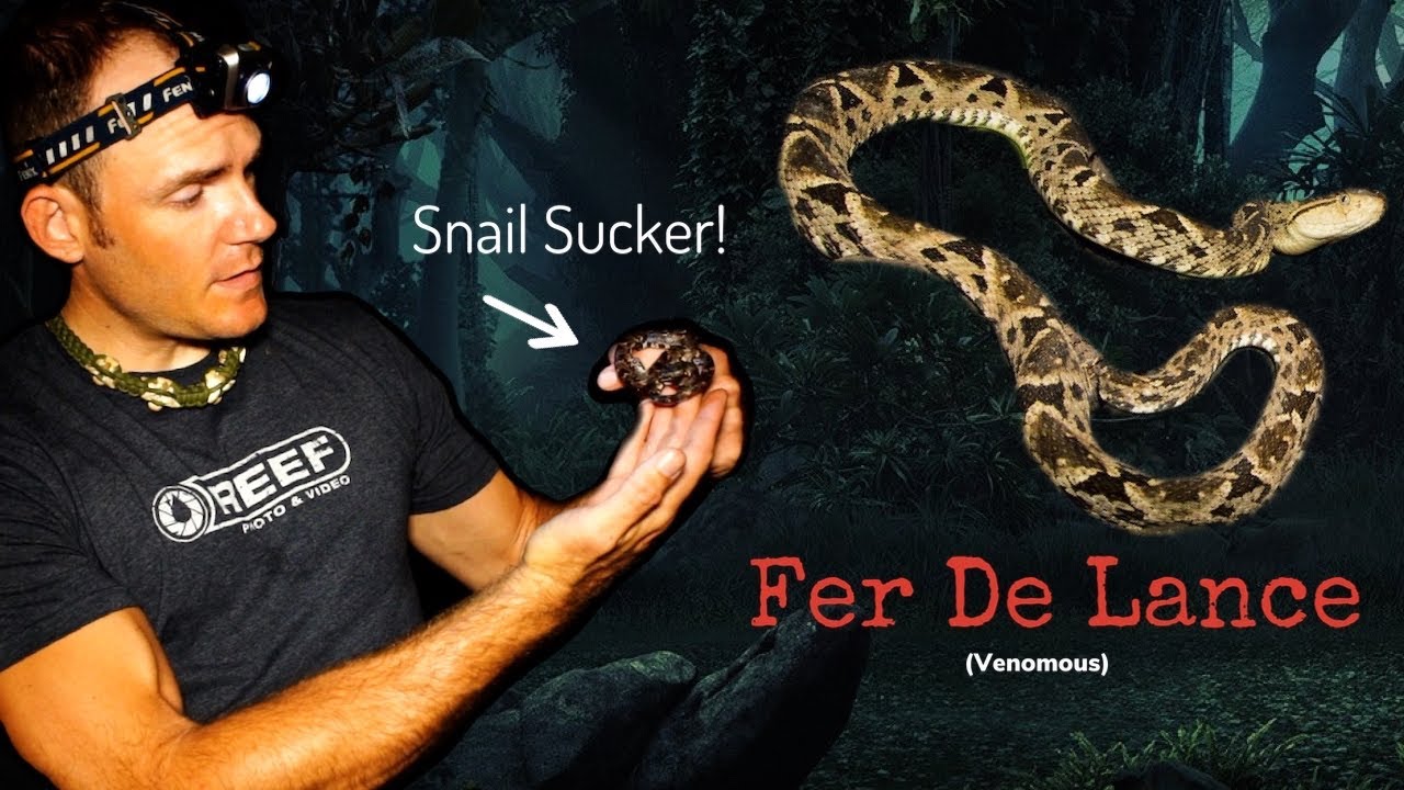 SNAIL SUCKING SNAKE AND VENOMOUS VIPER IN COSTA RICA! - YouTube