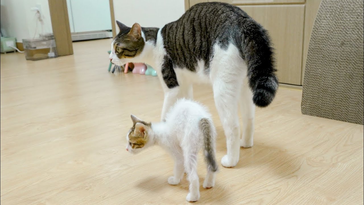 The Rescued Kitten Wants To Copy the Big Cat's Behaviors │ Episode.212 ...