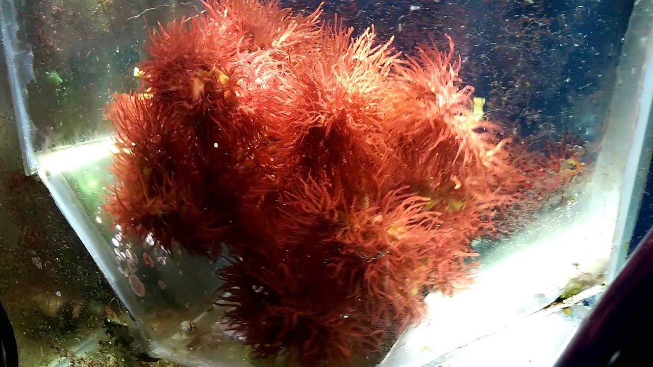 Dragon Breath Flame Algae - YouTube
