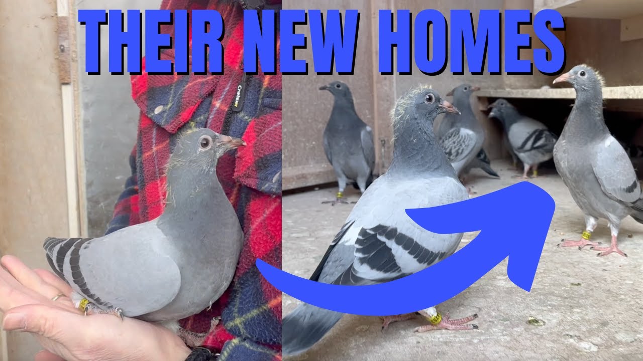 Young Racing Pigeons MOVING To Their NEW Loft (EXCITING) - YouTube