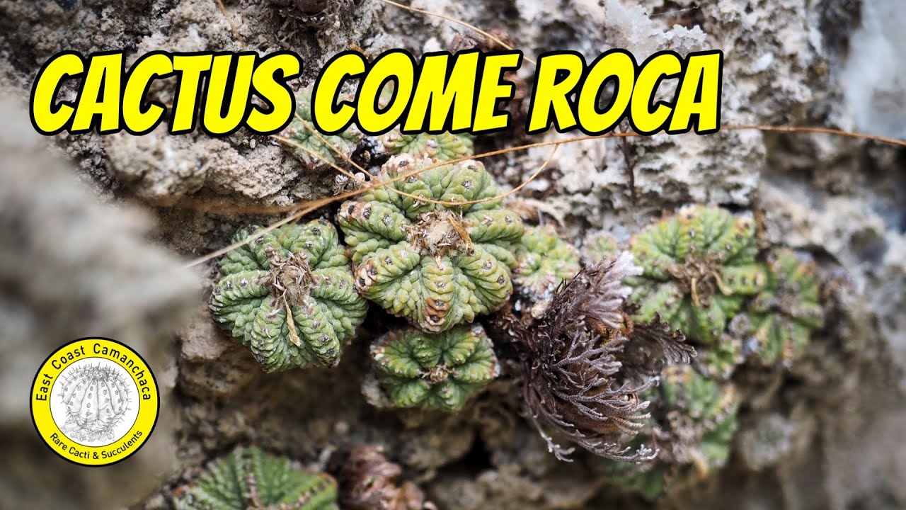 Aztekium Ritteri en habitat - YouTube