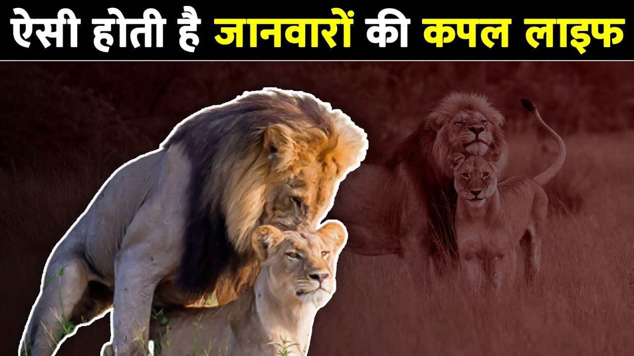 कैसी होती है जानवरो की कपल लाइफ | Mating Life From Animal World | Rare ...