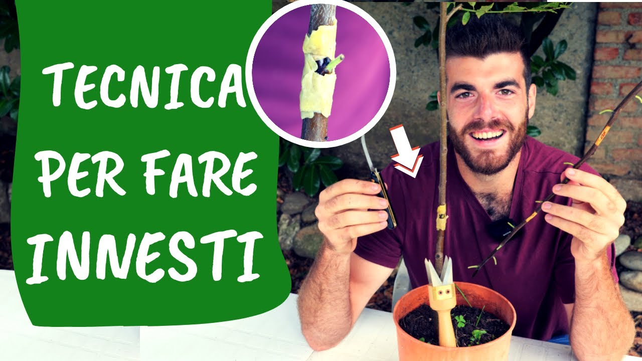 INNESTO a PEZZA: tecnica per innestare a gemma le piante da frutto in ...