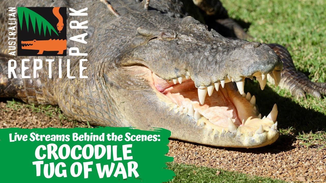 GIANT CROCODILE TUG OF WAR (UP CLOSE!) | AUSTRALIAN REPTILE PARK - YouTube
