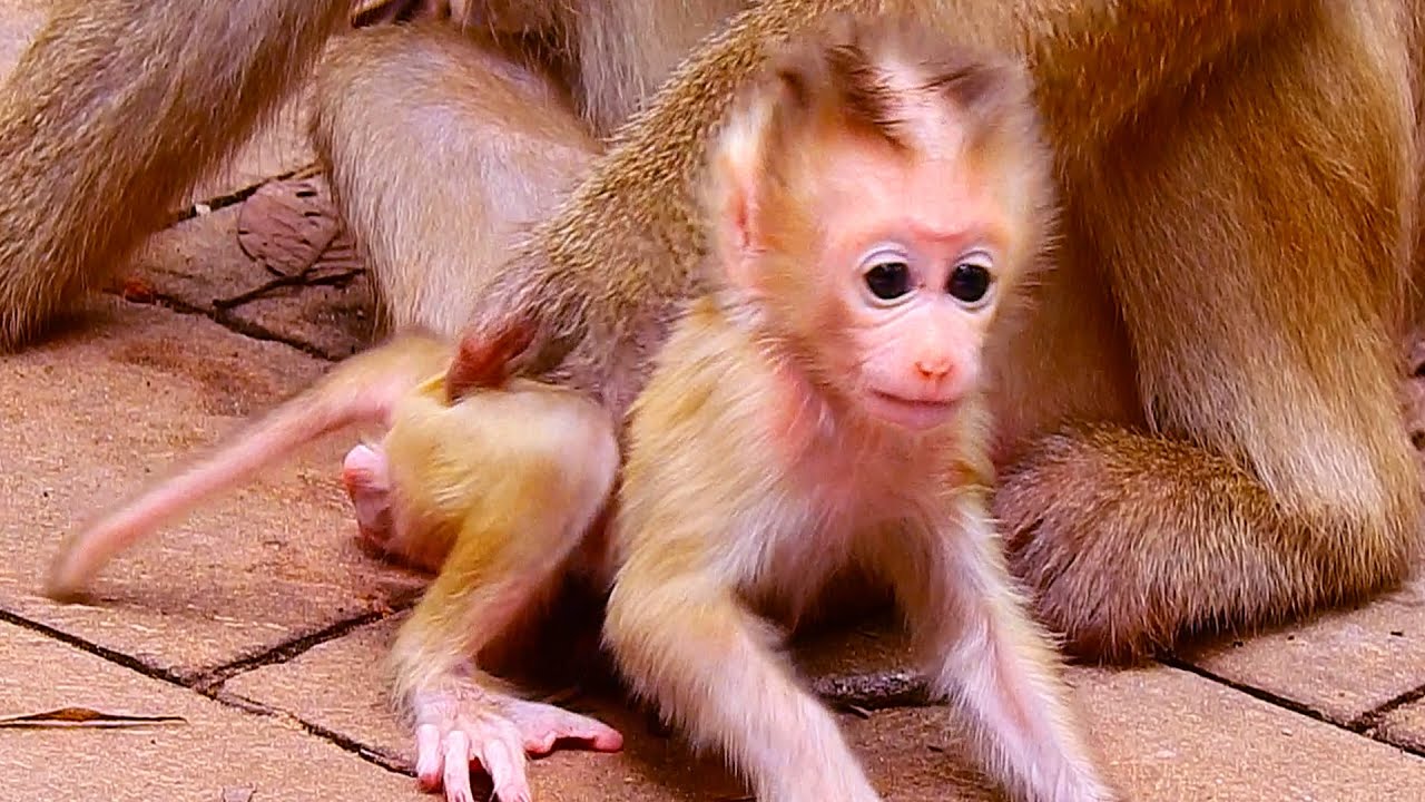Beautiful moment..! New born cute baby Robin training walk on the ...