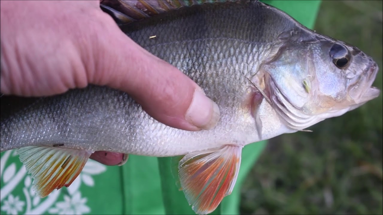 FIshing Lake Burley Griffin, Canberra, Australia 09 December 2017 - YouTube
