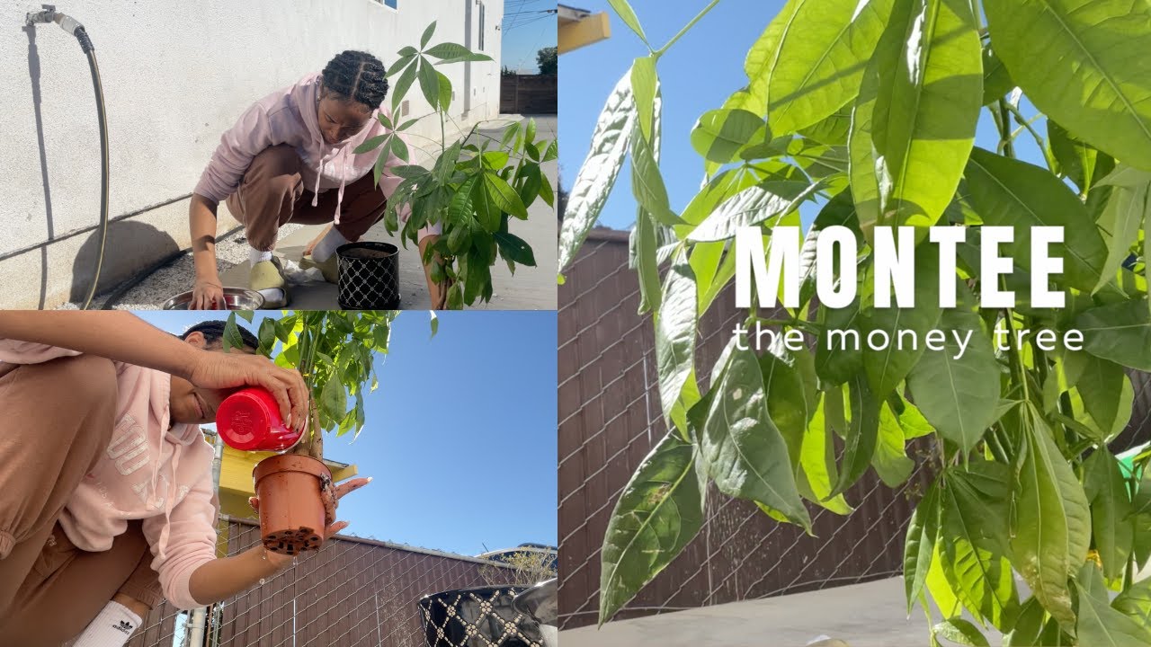 My Money Tree Is Dying YouTube my-money-tree-is-dying-youtube