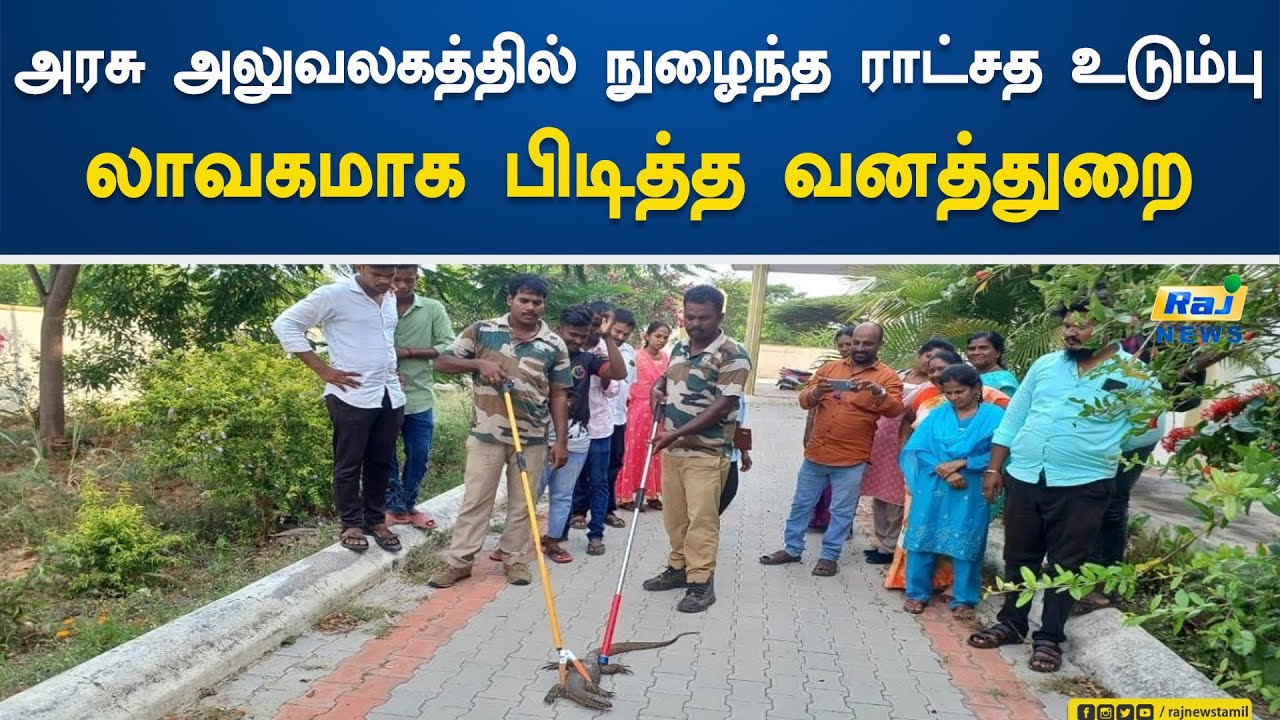 அரசு அலுவலகத்தில் நுழைந்த ராட்சத உடும்பு: லாவகமாக பிடித்த வனத்துறை ...