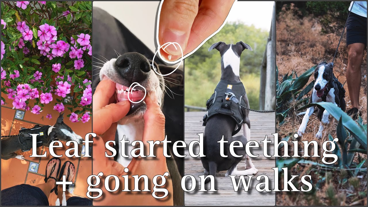 Whippet puppy teething and puppy’s first walks | 4.5 month old whippet ...