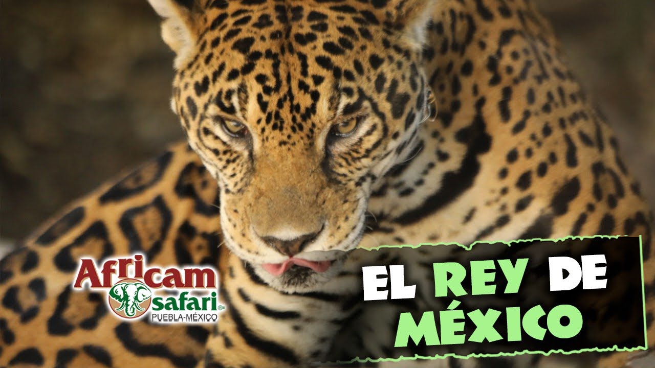 Gatitos negros y jaguares | desde Africam Safari con Gregory Camacho ...