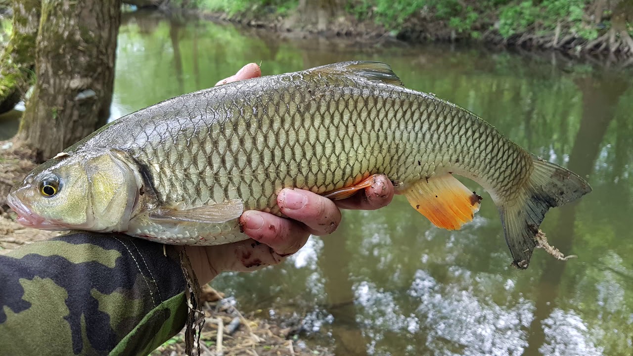 Chub fishing ul - YouTube