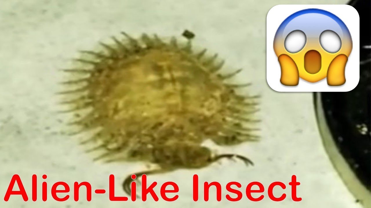 Bizarre alien-like insect has left the internet terrified - YouTube