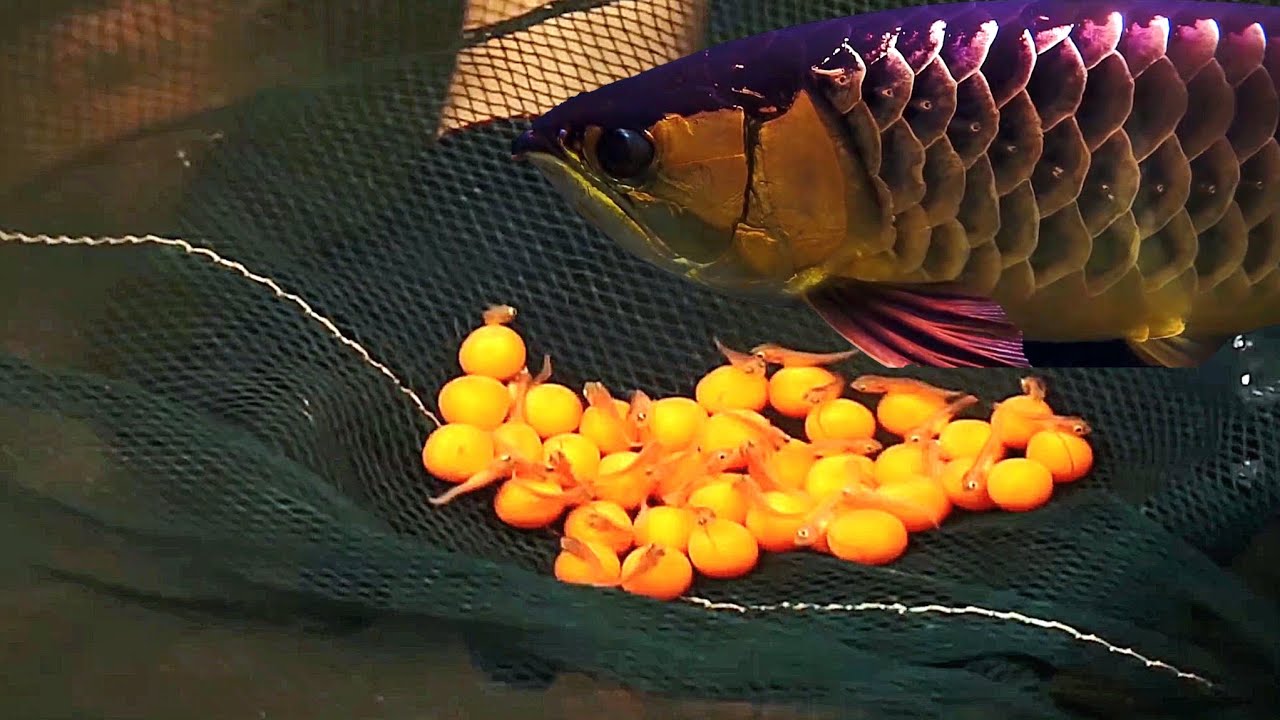 Arowana Farm Breeding A - Z #arowana #breeding #fish #farming - YouTube