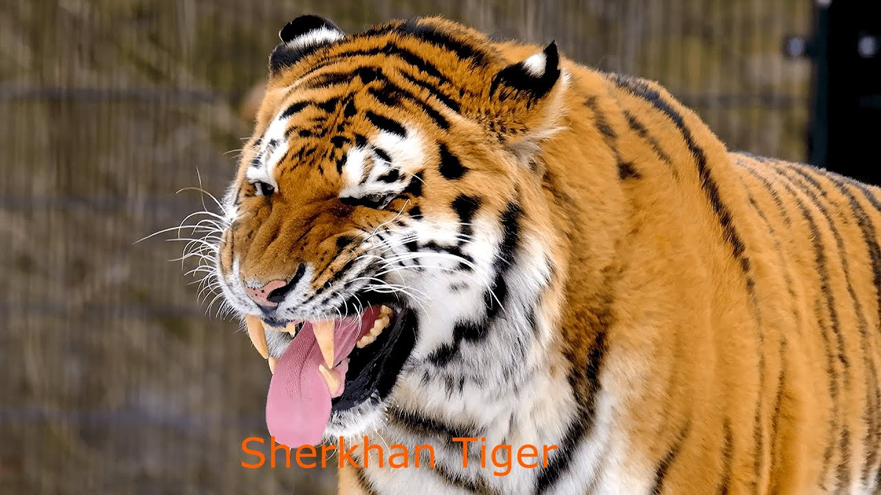 Sherkhan # tiger# animal - YouTube