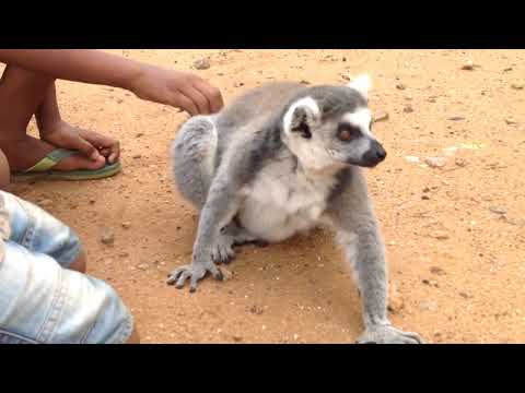 Sevgi İsteyen Lemur