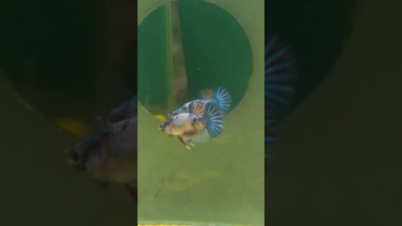 juvy betta fish - YouTube