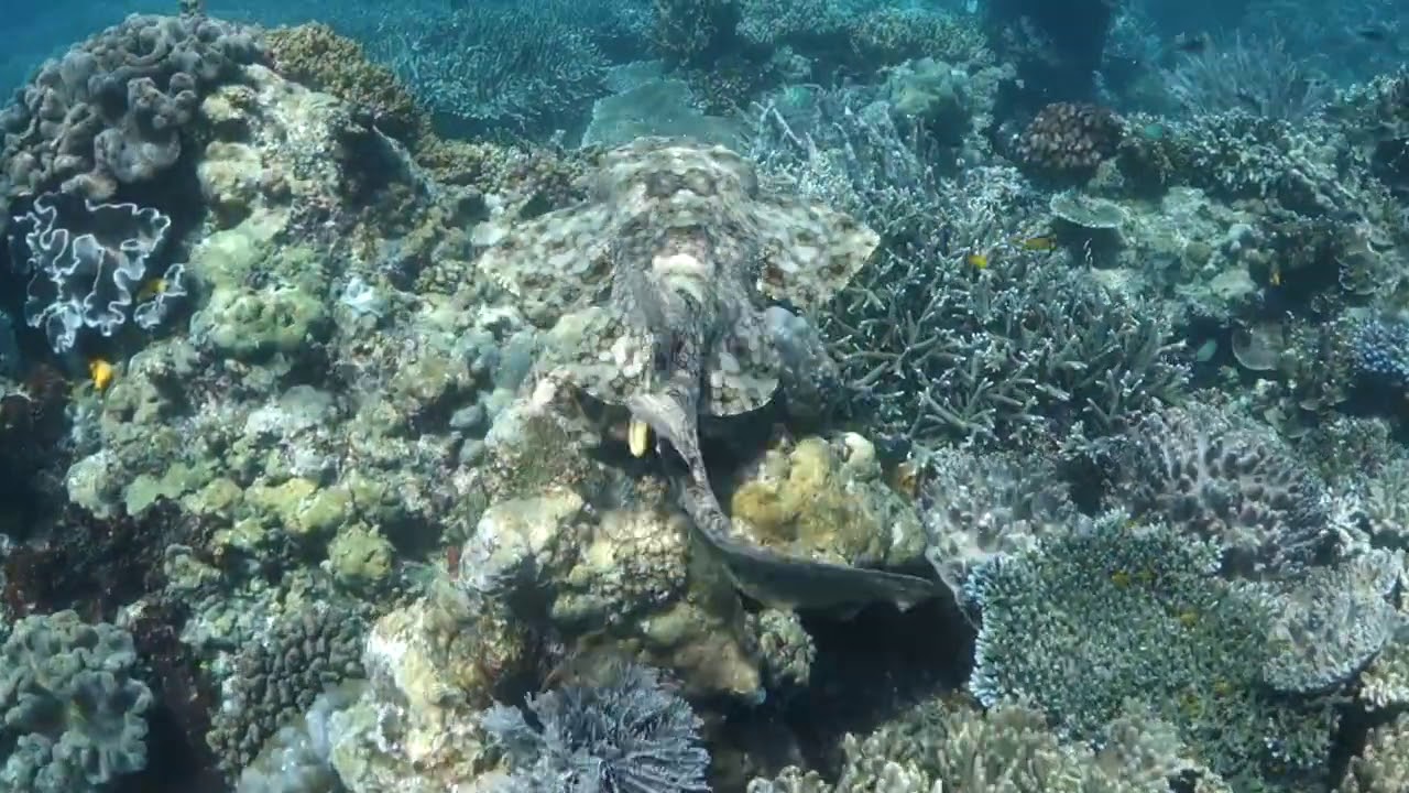 Wobbegong shark of raja ampat, Indonesia. - YouTube