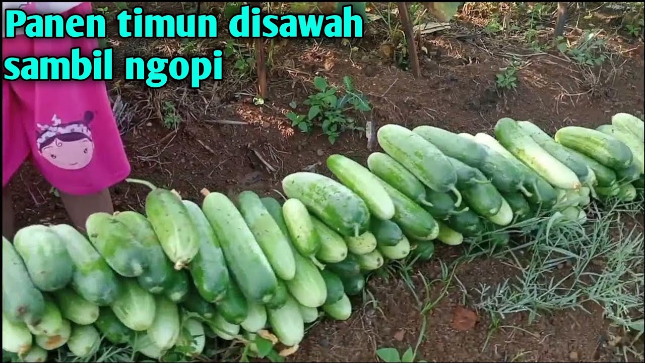 Suasana pesawahan. Panen timun di sawah sambil ngopi - YouTube
