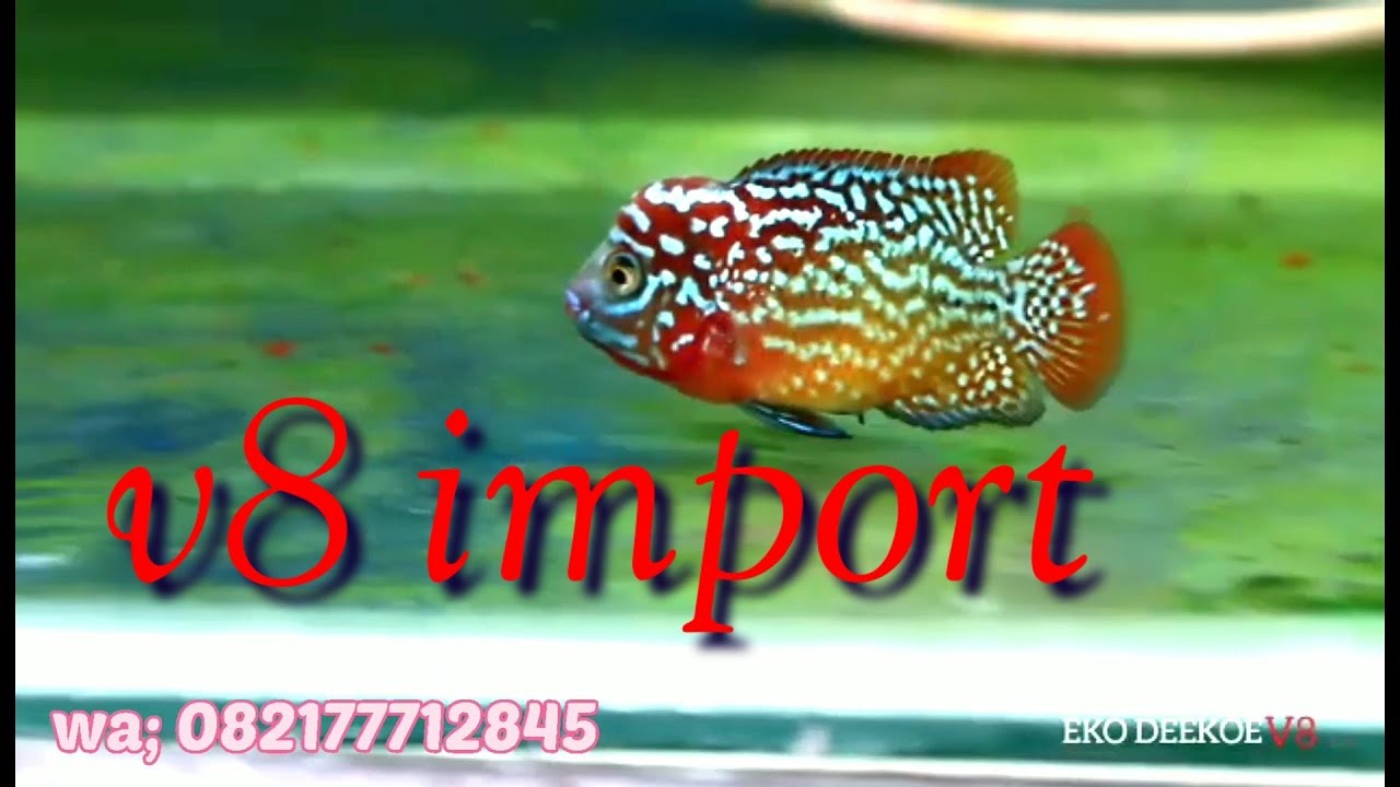 kamfa v8 import thailand - YouTube