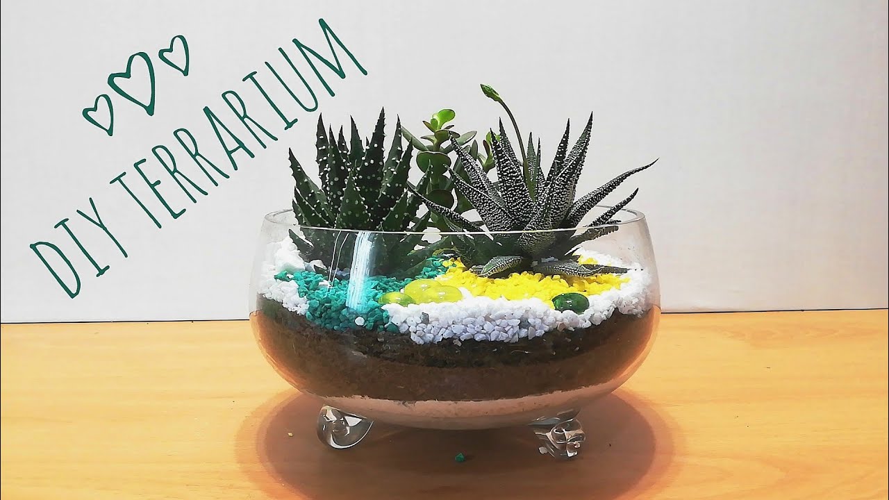 DIY Terrarium with Money plant and two types of Zebra Haworthia - YouTube