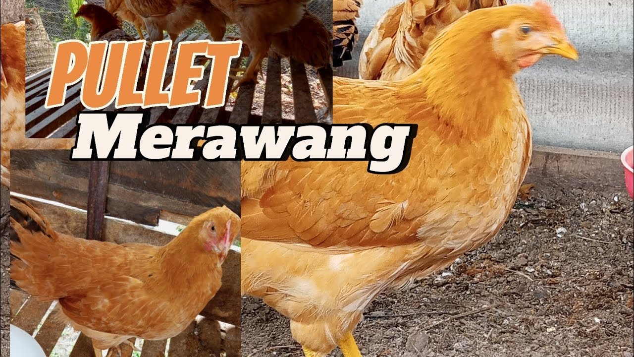 Calon indukan merawang kaki kuning...Banyak dicari !!! - YouTube
