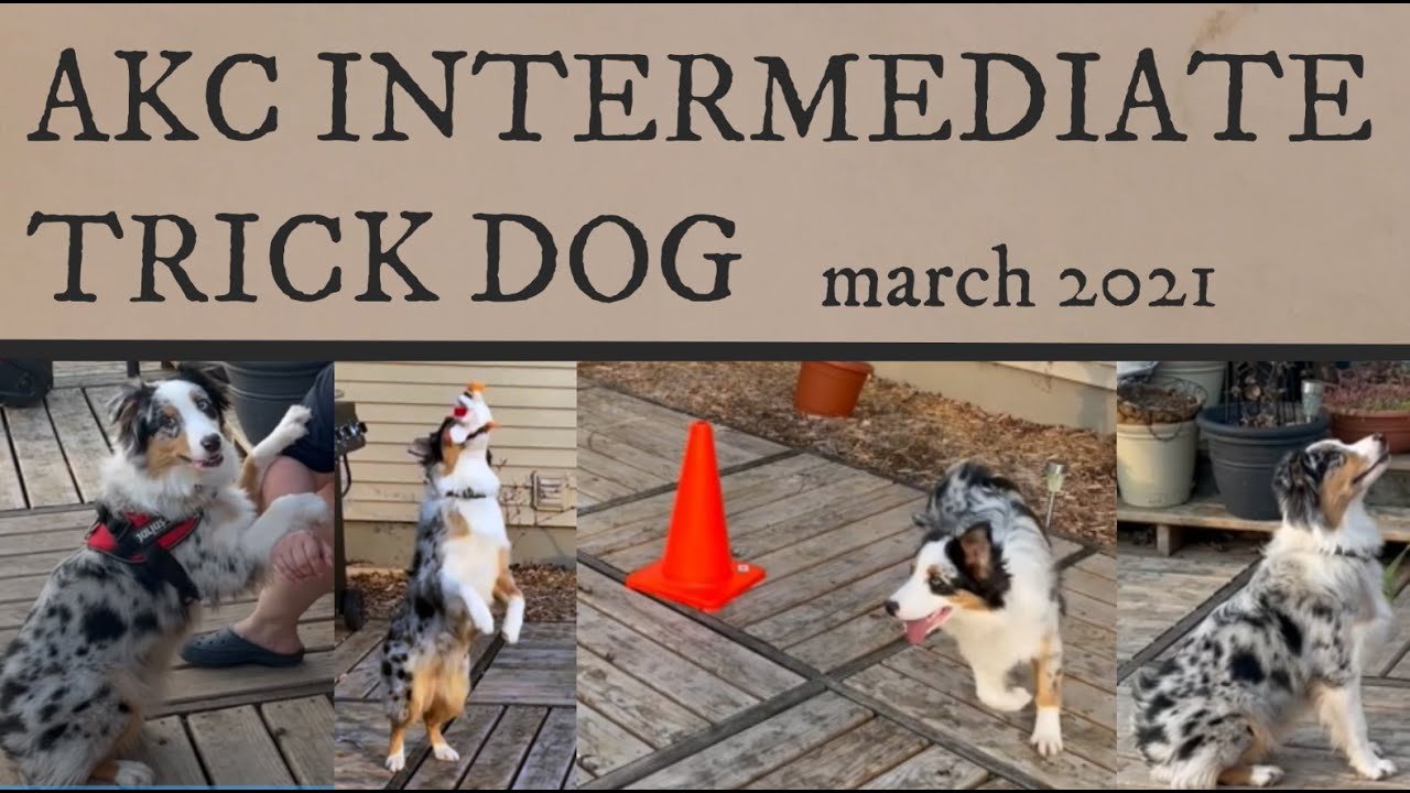 Nugget Earns AKC Intermediate Trick Dog Title - YouTube