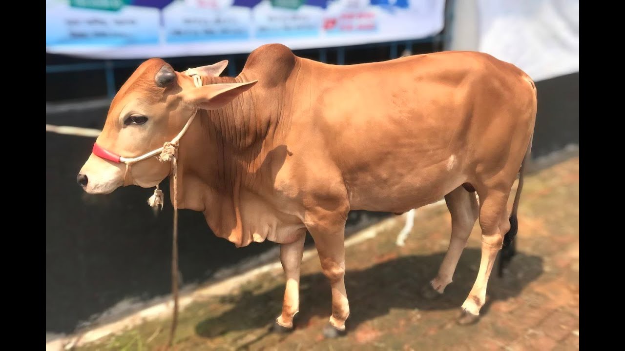কোরবানির দেশি লাল গরু | ২০২৫ সালের কোরবানির জন্য সেরা দেশি গরু নির্বাচন করুন! | Cow (Code-19 ...