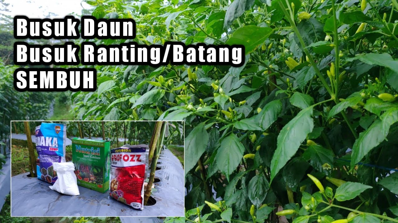 Cara Mengatasi Busuk Daun Busuk Ranting Dan Busuk Batang Pada Cabe ...