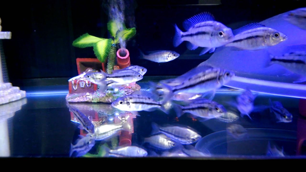 African Cichlid Red Empress Fry 4 Sale - YouTube