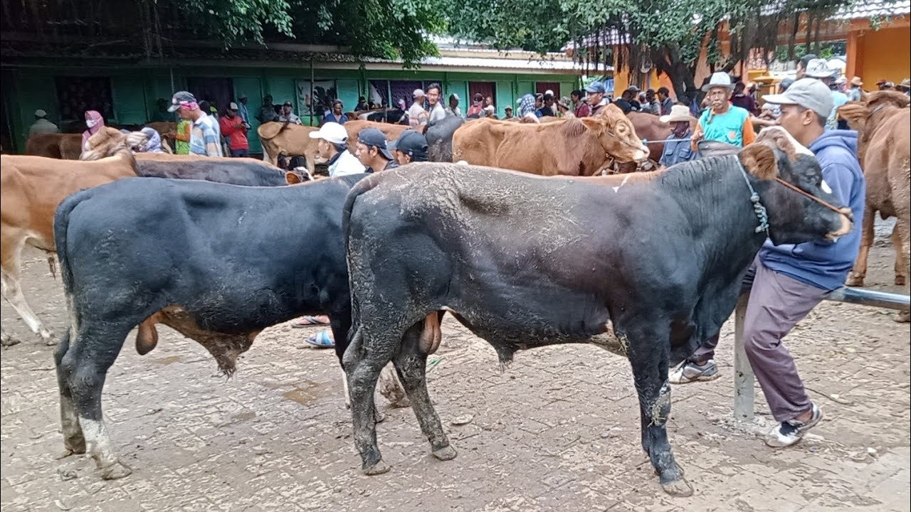 12 JUTA 💥 SAPI PEGON JANTAN BAKALAN HARGA OBRAL ! Pasar Sapi Tuban ...