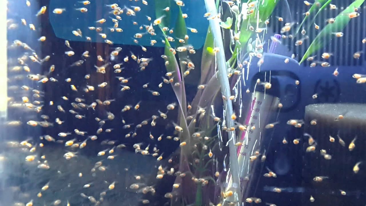 Angel fish fry 2 weeks old.mp4 - YouTube